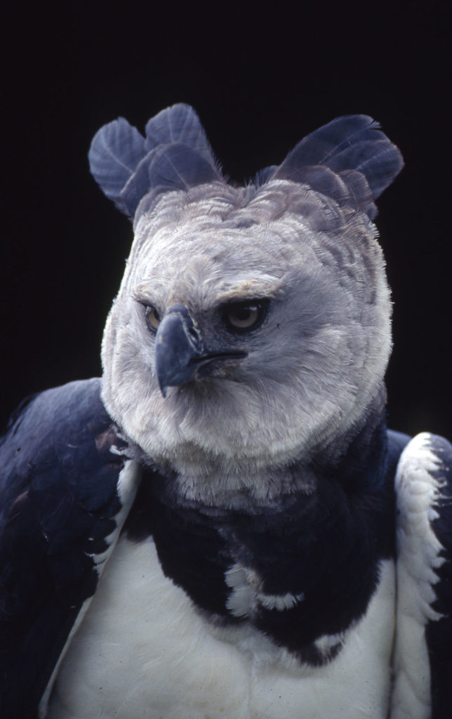 EL ARCHIVO DE UN BIÓLOGO: JUAN MANUEL RENGIFO EN LA AMAZONÍA – El ...